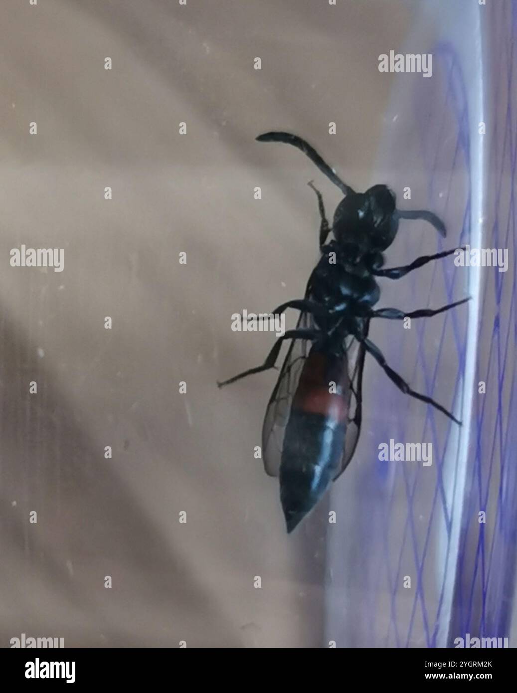 Five-spotted Club-horned Wasp (Sapyga quinquepunctata Stock Photo - Alamy