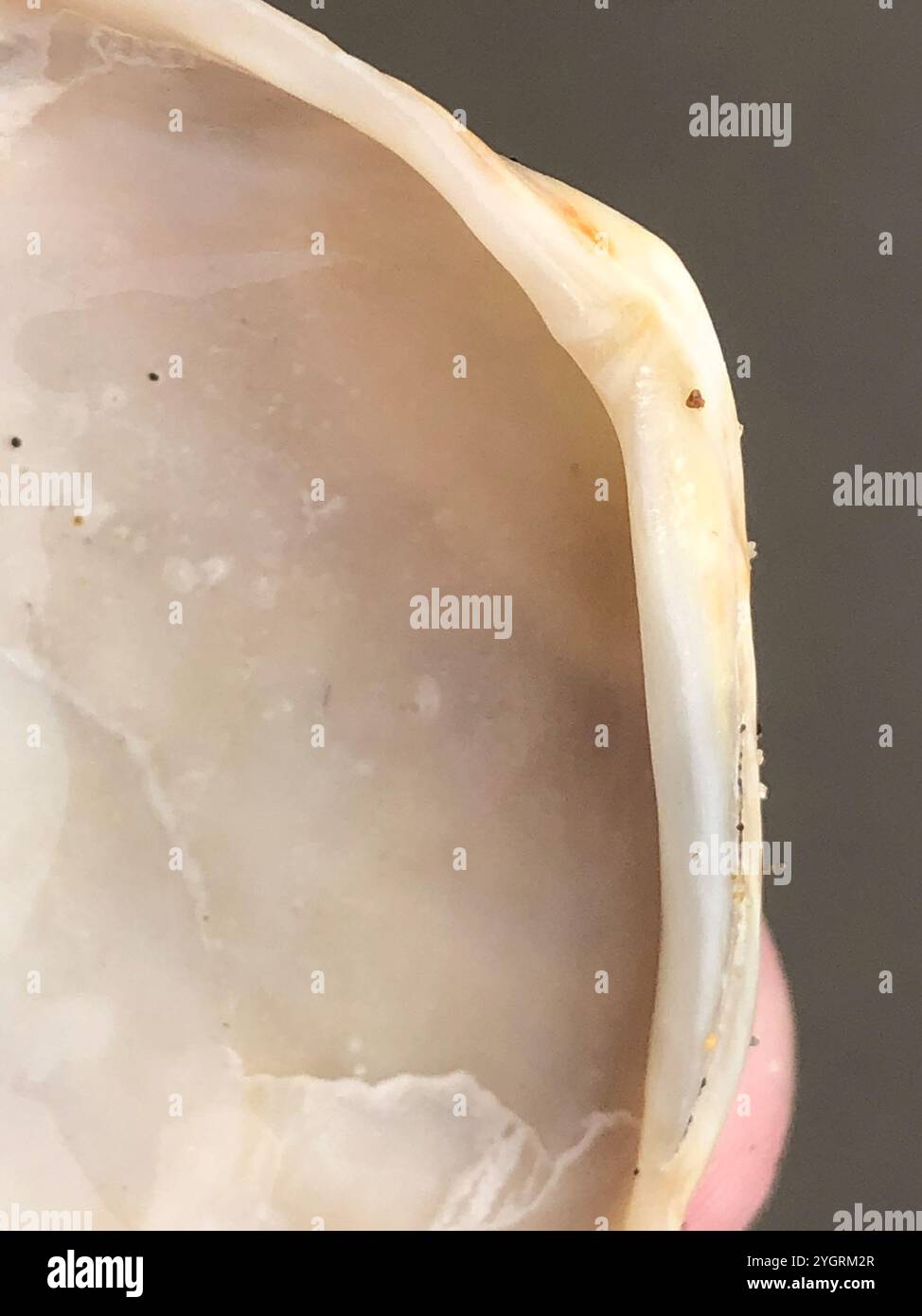 Bent-nosed Clam (Macoma nasuta Stock Photo - Alamy