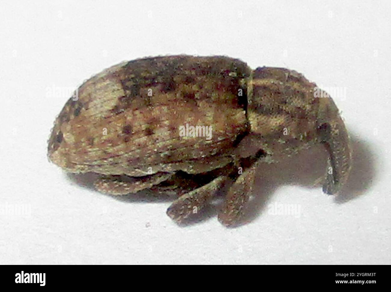 True Weevils (Curculionidae Stock Photo - Alamy