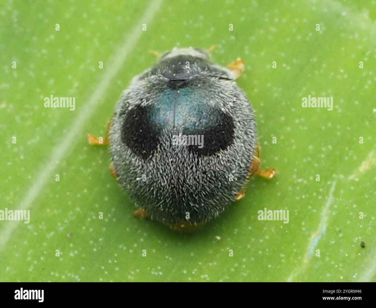 Globe-marked Lady Beetle (Azya orbigera Stock Photo - Alamy