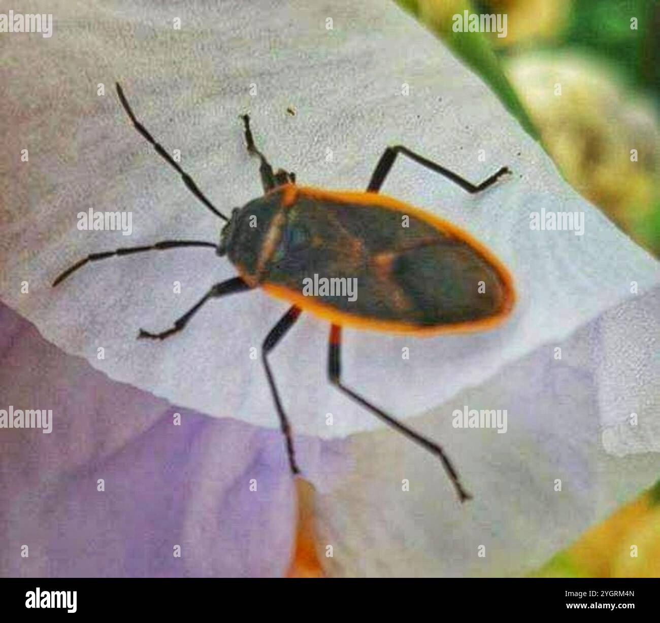 Eastern Bordered Plant Bug (Largus succinctus Stock Photo - Alamy