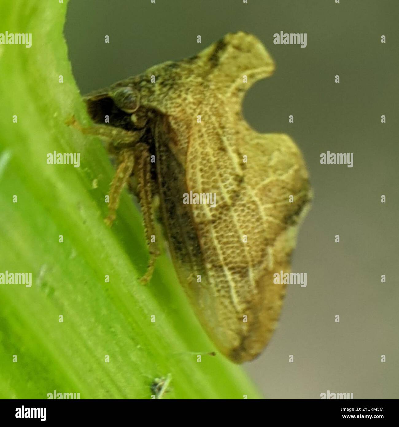 Keeled Treehopper (Entylia carinata Stock Photo - Alamy