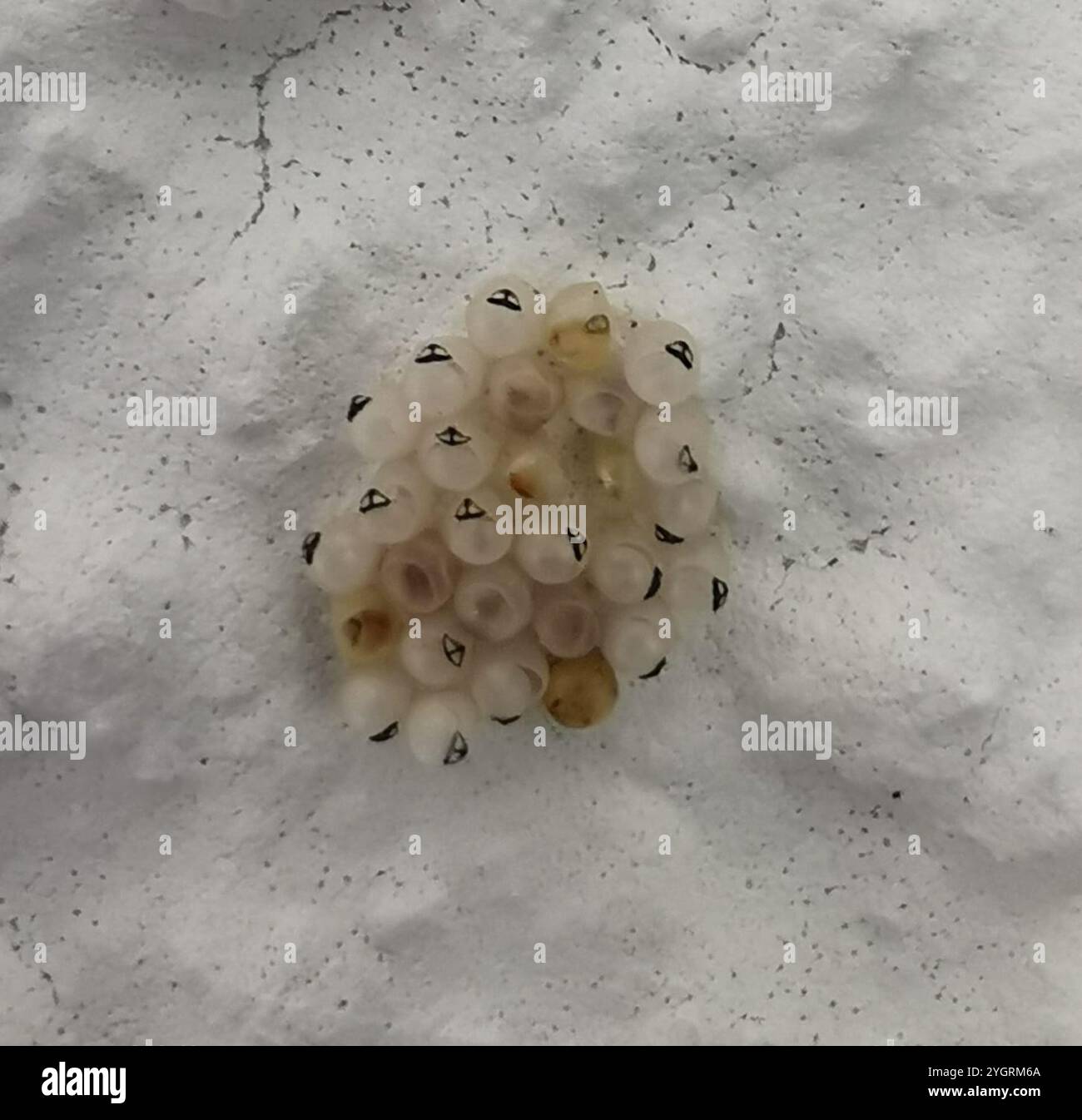 True Bugs (Heteroptera Stock Photo - Alamy