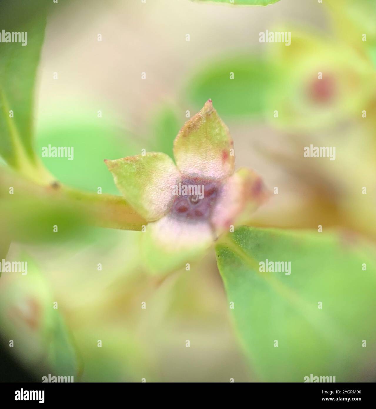 Smallfruit Primrose-Willow (Ludwigia microcarpa Stock Photo - Alamy