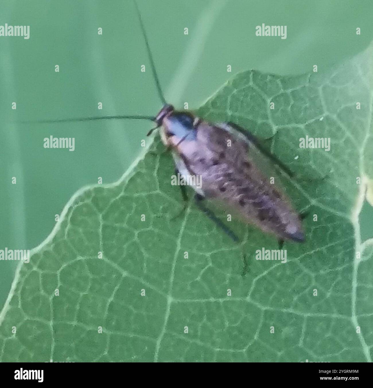 Dusky Cockroach (Ectobius lapponicus Stock Photo - Alamy