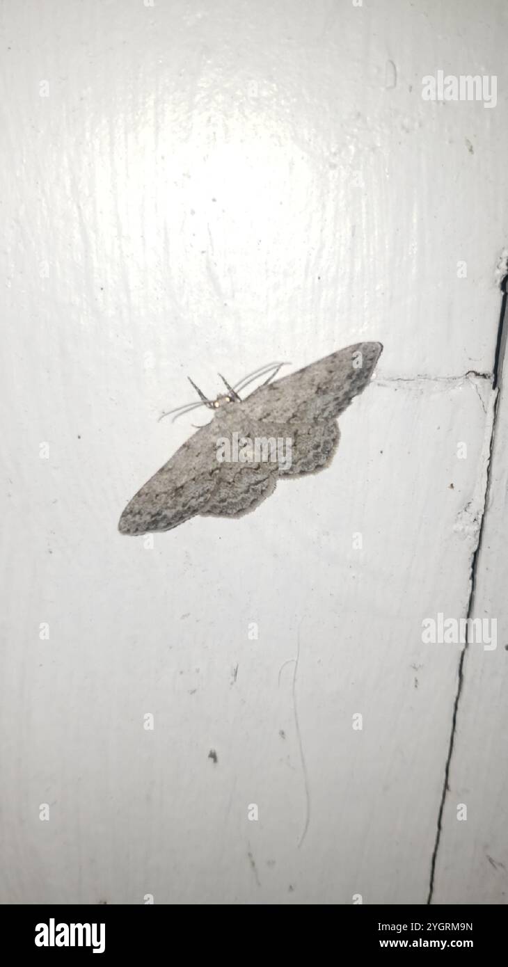 Small Engrailed (Ectropis crepuscularia Stock Photo - Alamy