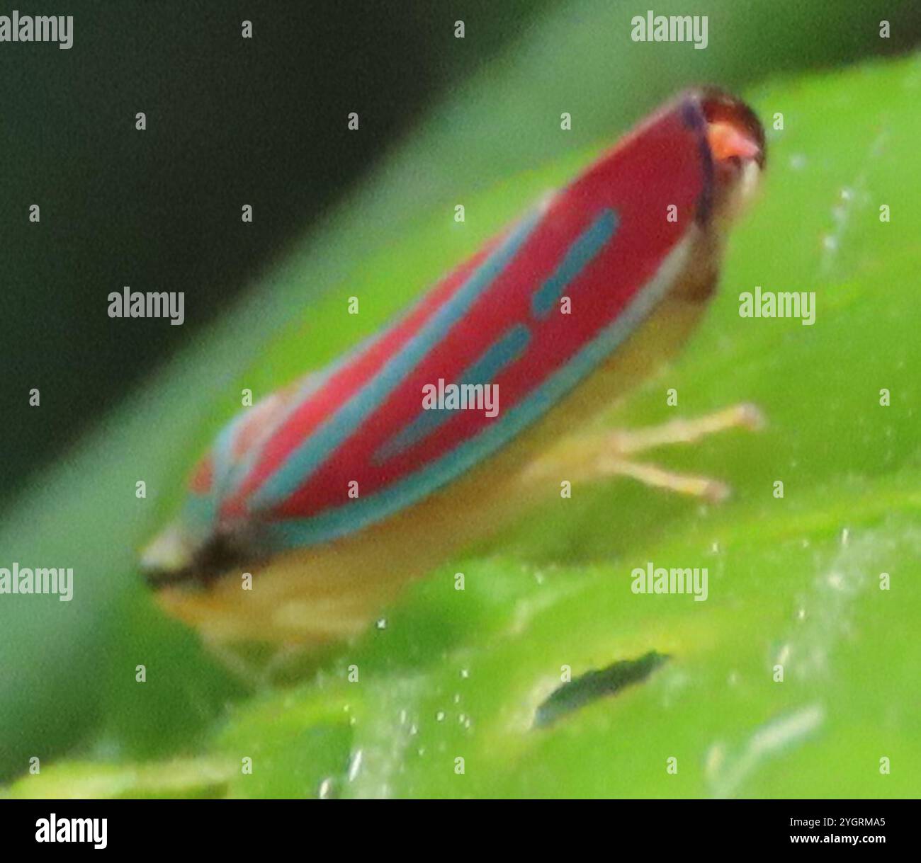 Red-banded Leafhopper (Graphocephala coccinea Stock Photo - Alamy