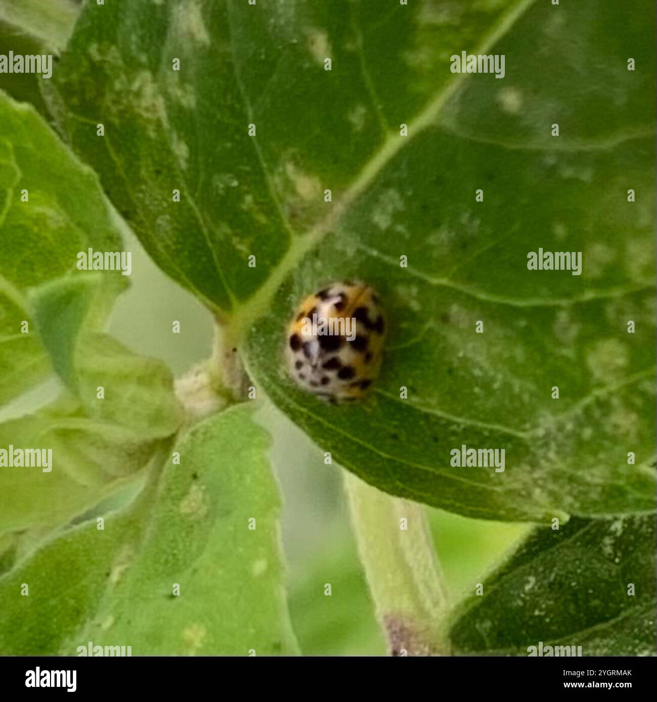 Psyllobora vigintimaculata hi-res stock photography and images - Alamy