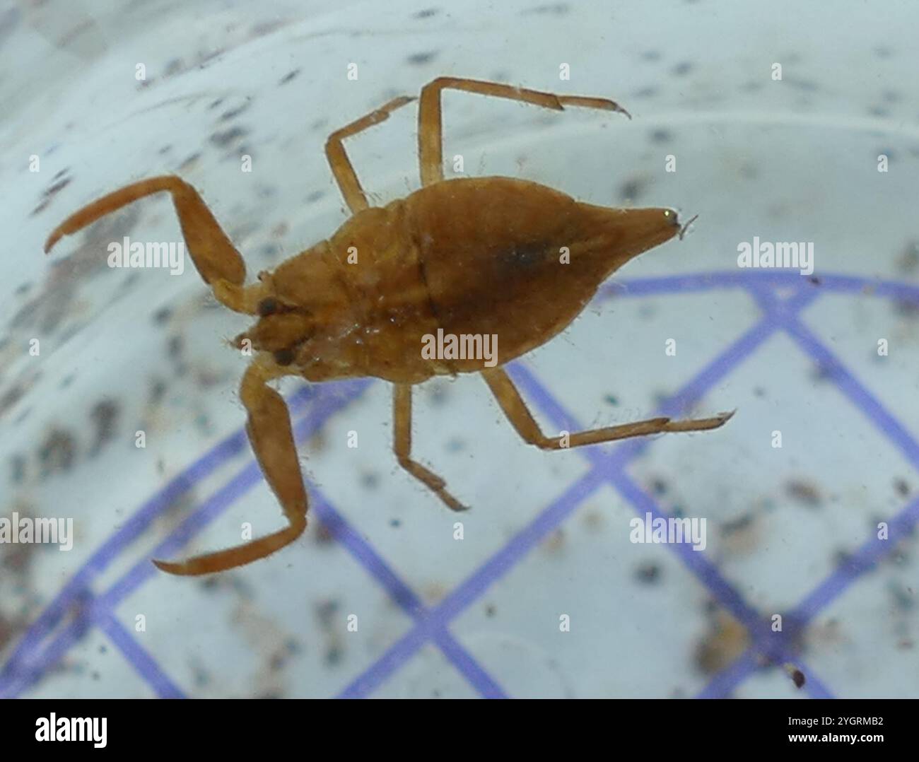 Eurasian Water Scorpion (Nepa cinerea Stock Photo - Alamy