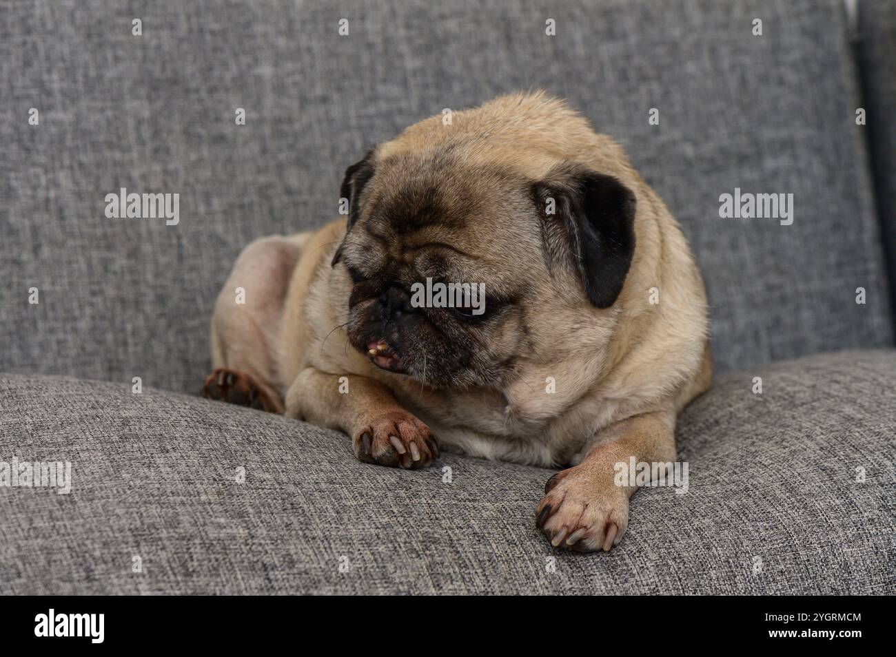 Mellow demeanor hi-res stock photography and images - Alamy
