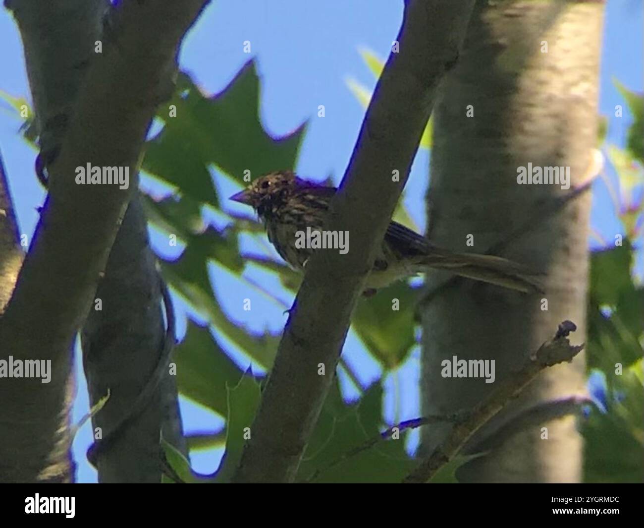 New World Sparrows (Passerellidae Stock Photo - Alamy