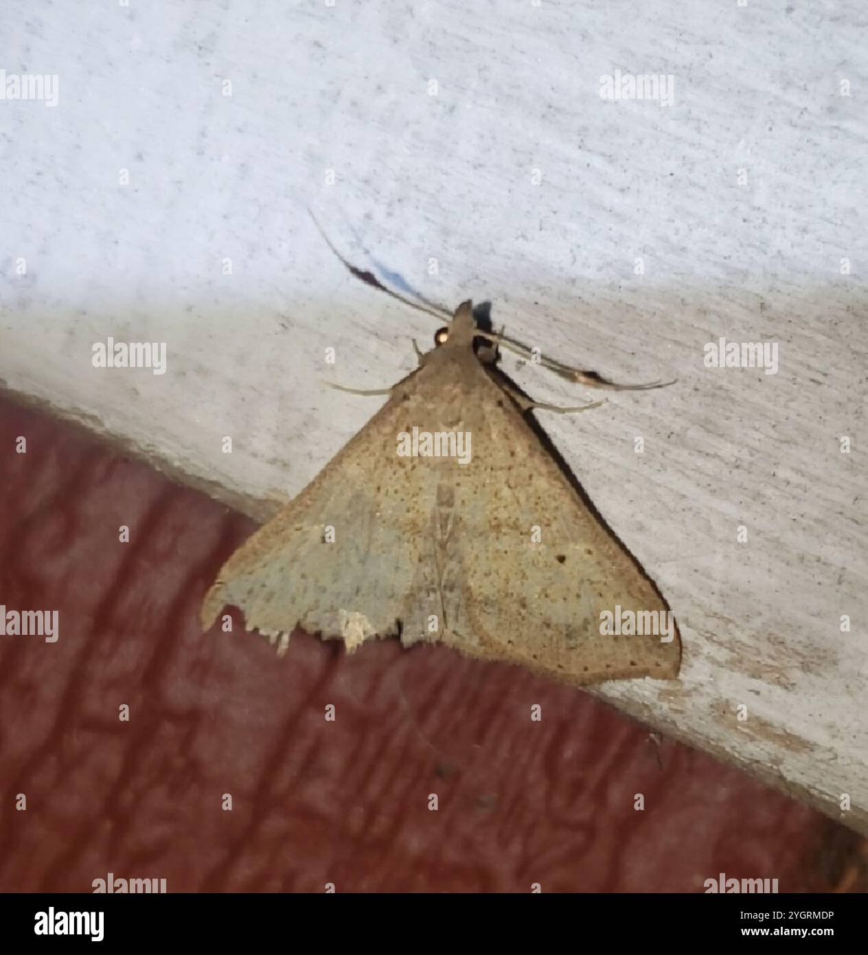 Dotted Renia Moth (Renia salusalis Stock Photo - Alamy