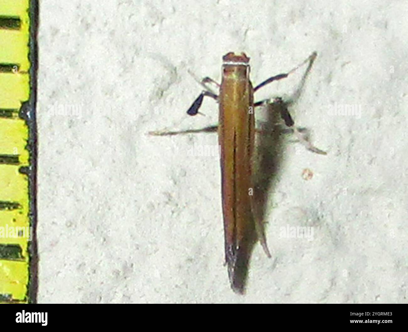 Leaf Blotch Miner Moths (Gracillariidae Stock Photo - Alamy