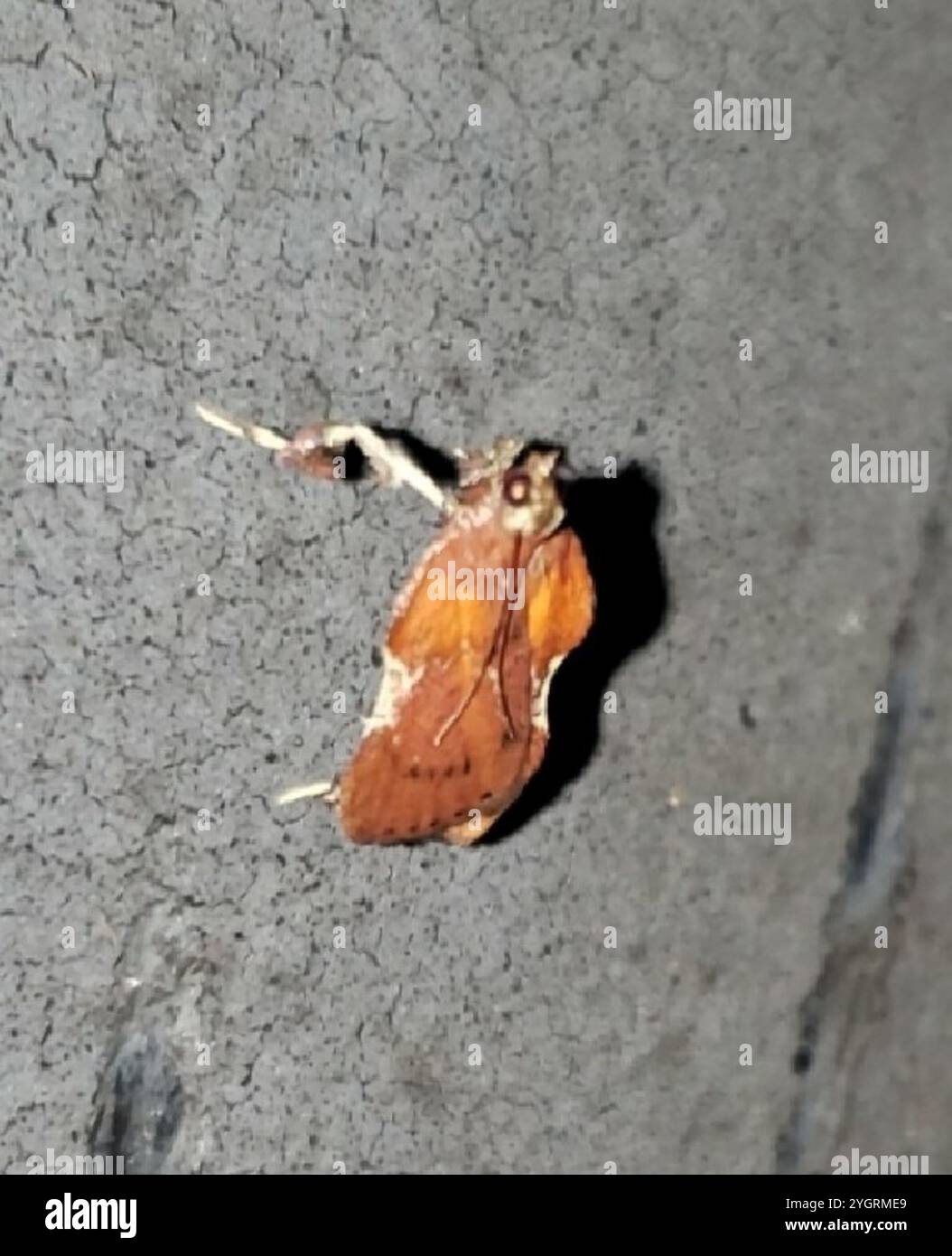 Leaftier moth hi-res stock photography and images - Alamy