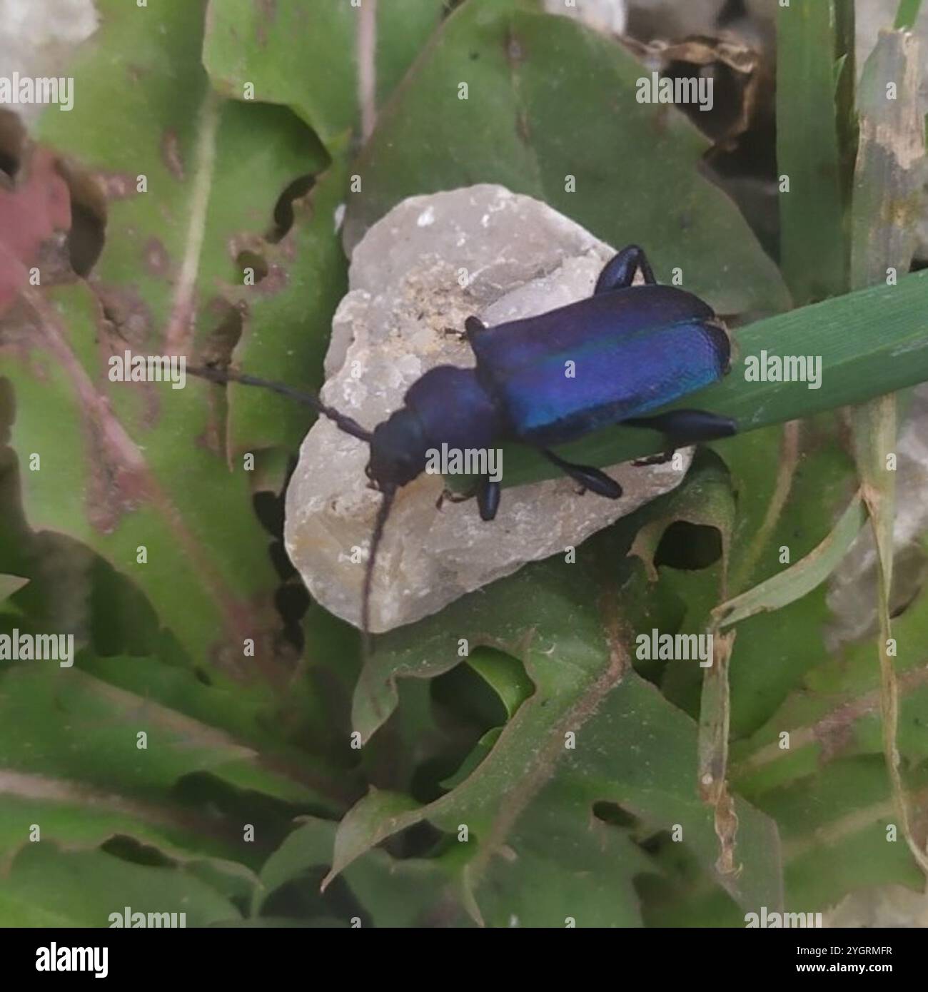 Violet tanbark beetle (Callidium violaceum Stock Photo - Alamy