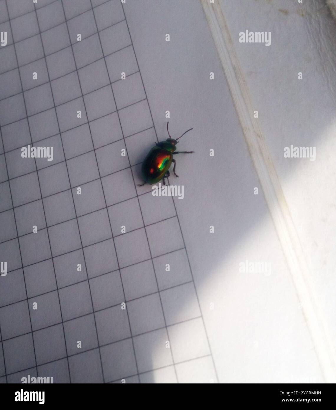 Dead-nettle Leaf Beetle (Fasta fastuosa Stock Photo - Alamy