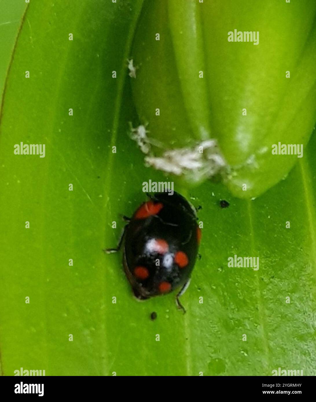 Two-spotted Lady Beetle (Adalia bipunctata Stock Photo - Alamy