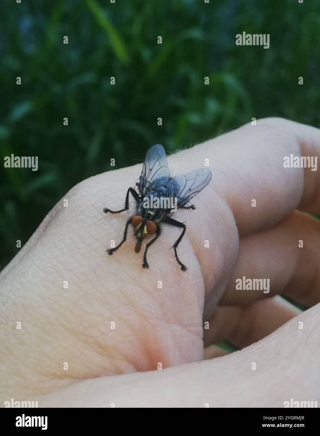 Bot Flies, Blow Flies, and Allies (Oestroidea Stock Photo - Alamy