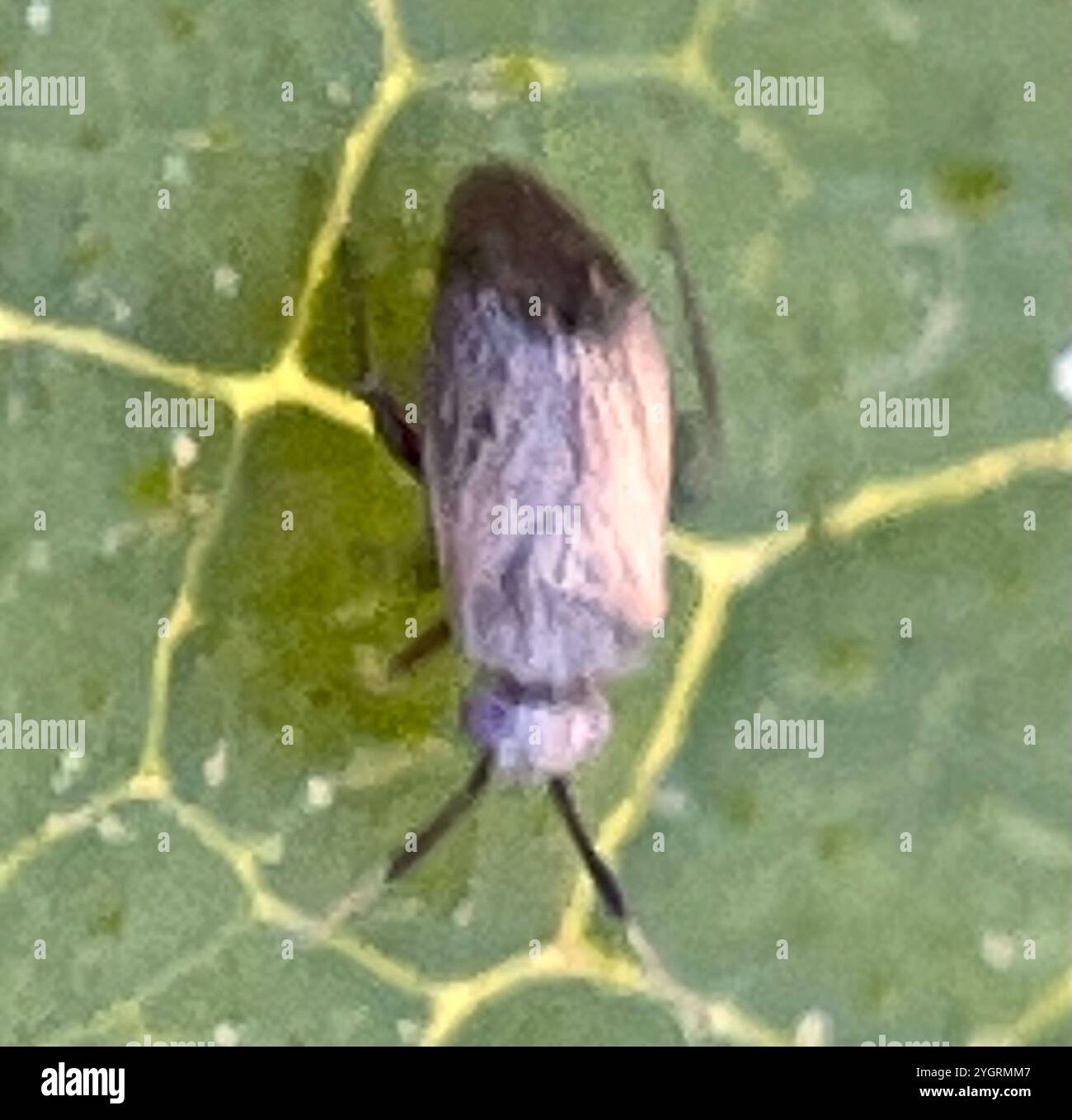 True Bugs (Heteroptera Stock Photo - Alamy