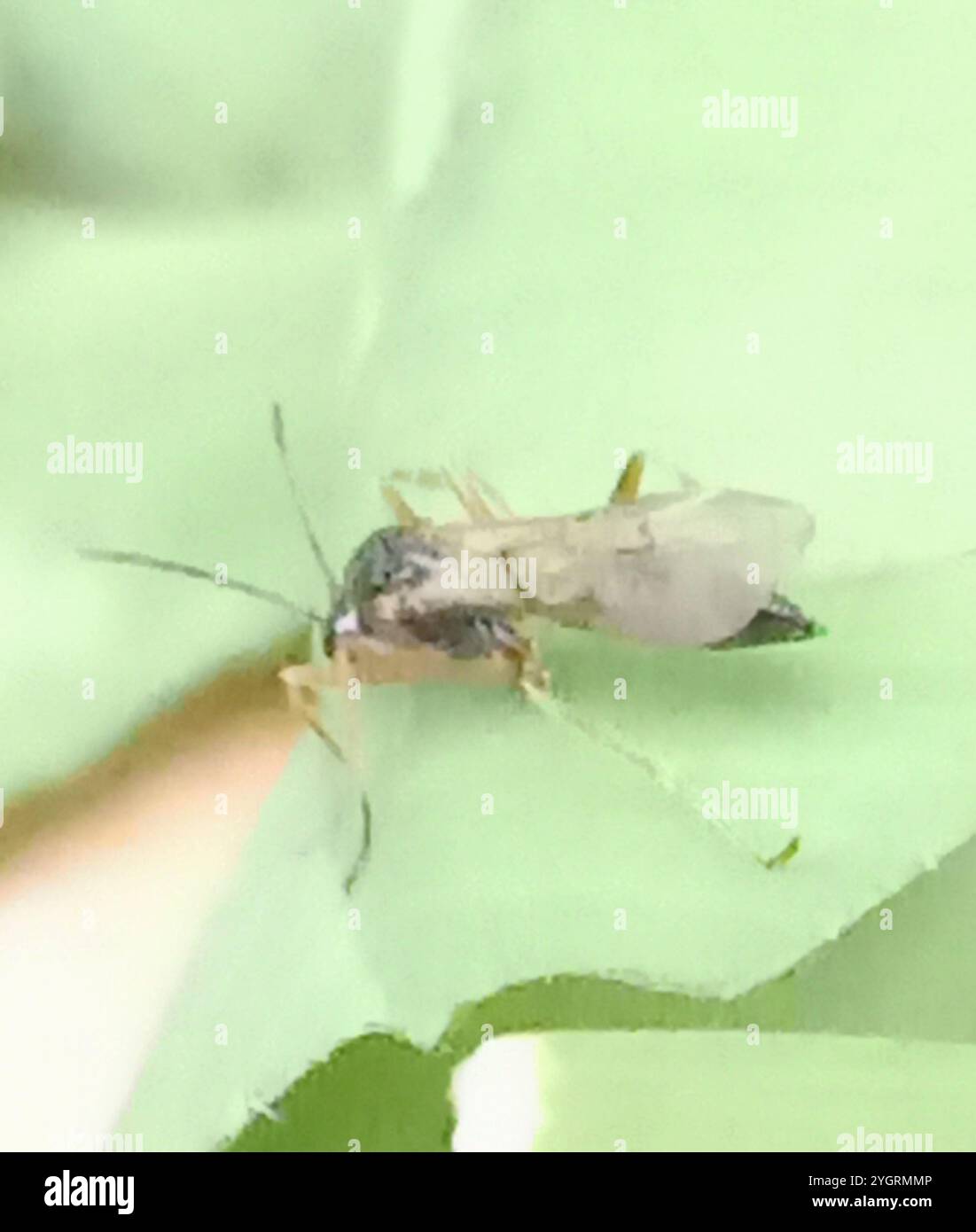 Aphid mummy hi-res stock photography and images - Alamy