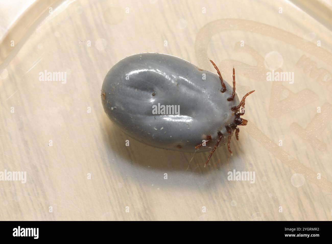 Hexagonus hi-res stock photography and images - Alamy