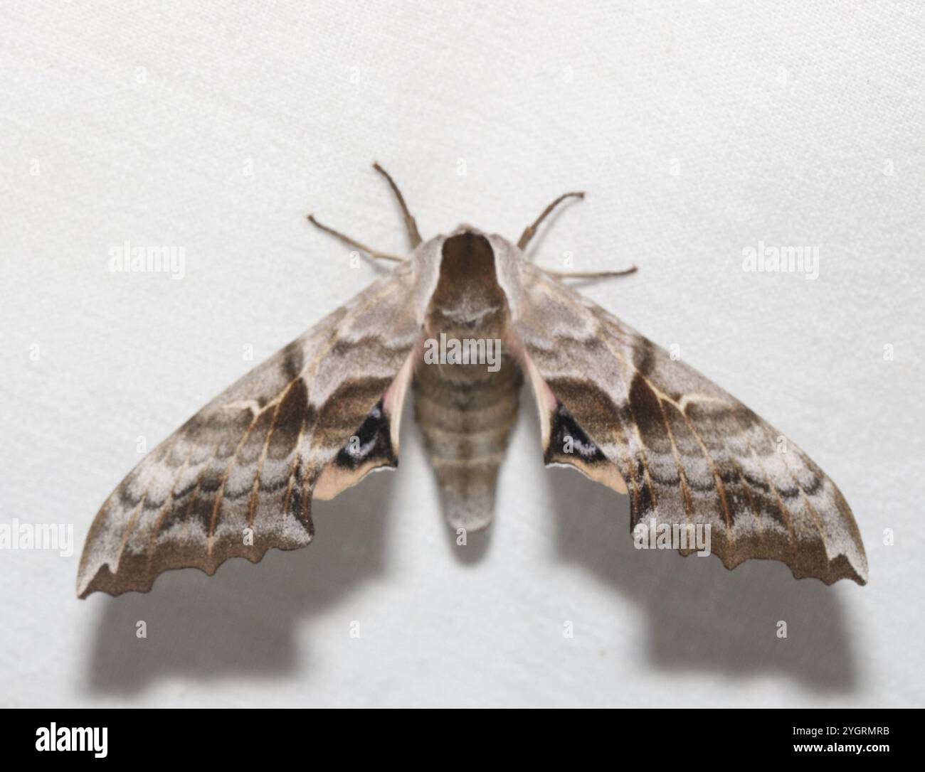 One-eyed Sphinx (Smerinthus cerisyi Stock Photo - Alamy