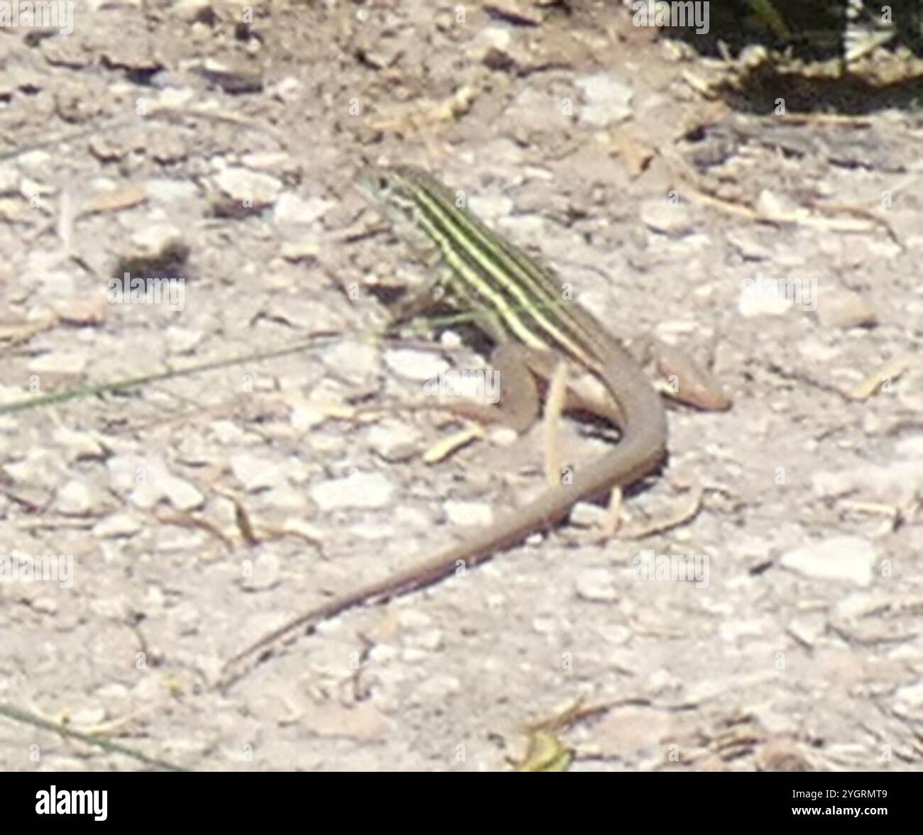Common Spotted Whiptail (Aspidoscelis gularis Stock Photo - Alamy