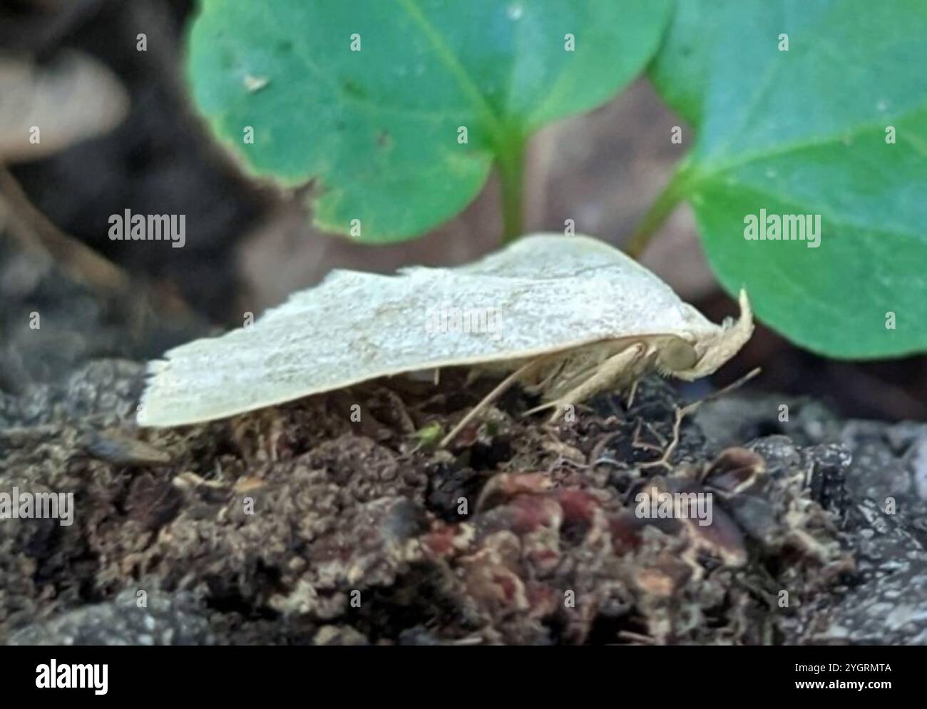 Grayish Fan-foot (Zanclognatha pedipilalis Stock Photo - Alamy