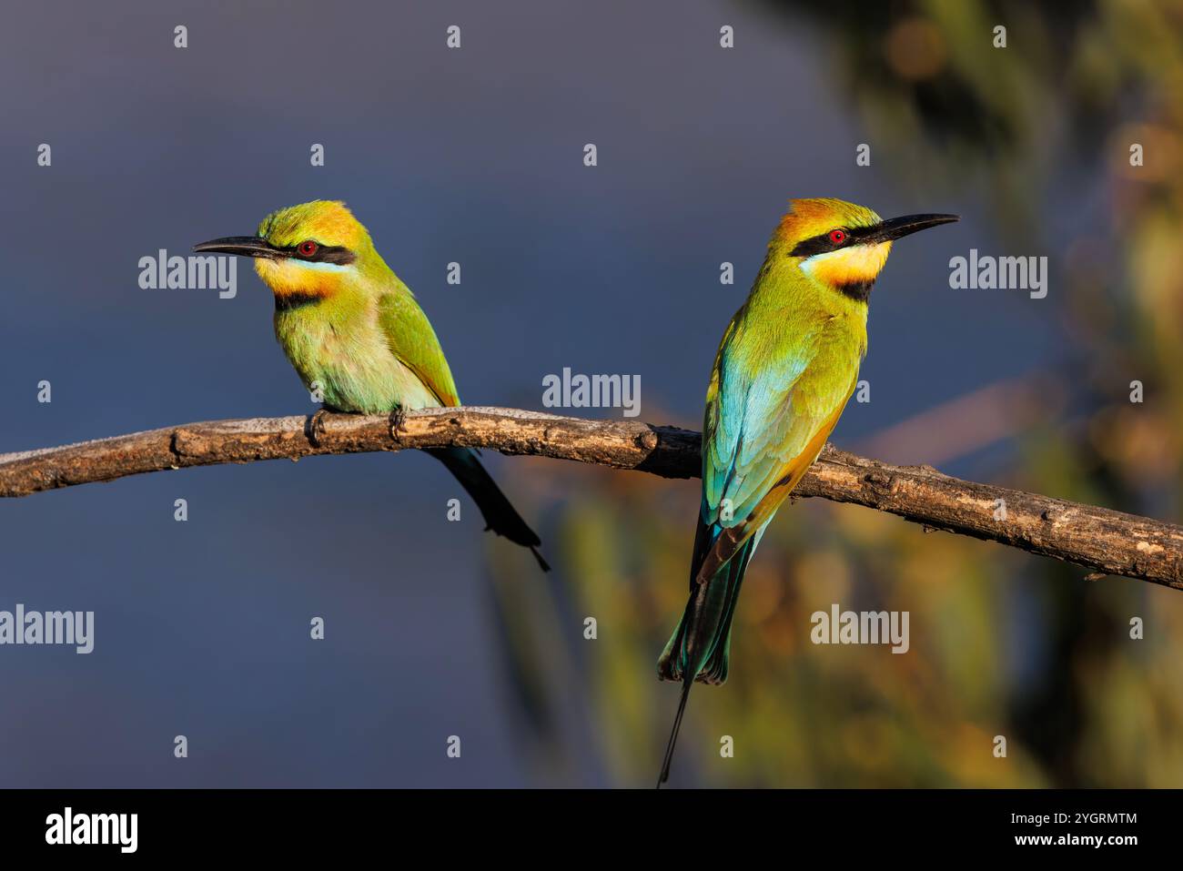 An Australian Rainbow Bee-eater pair. This image was captured along the ...