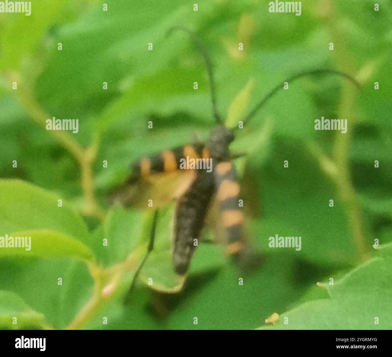 four-banded longhorn beetle (Leptura quadrifasciata Stock Photo - Alamy
