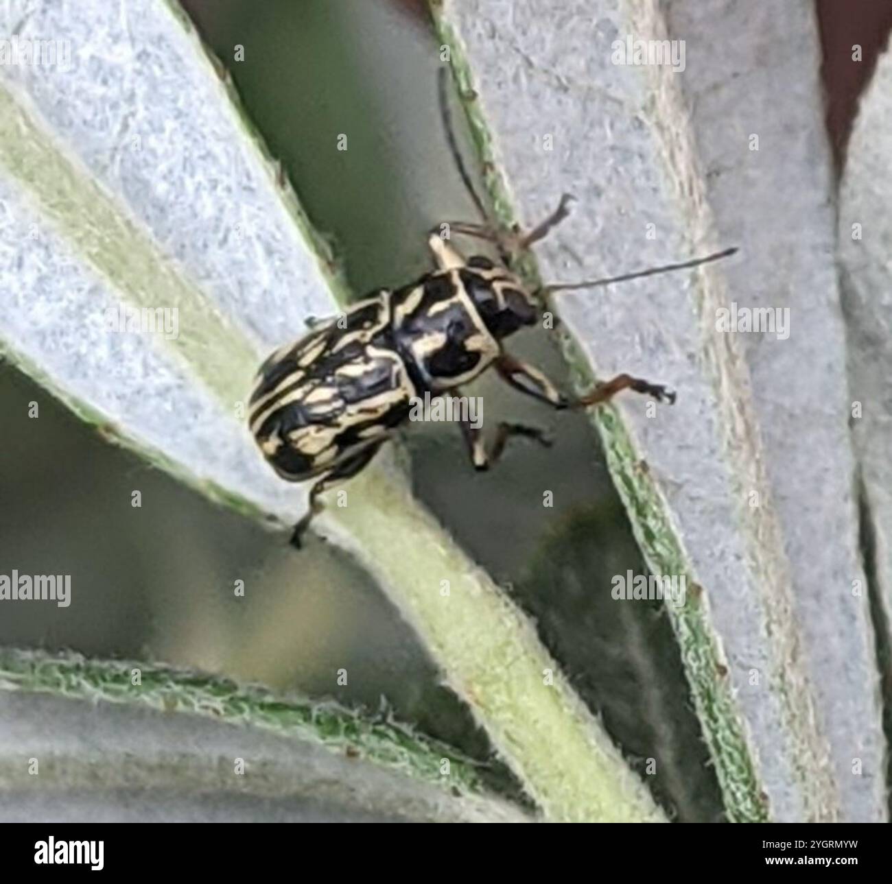 Hieroglyphicus hi-res stock photography and images - Alamy