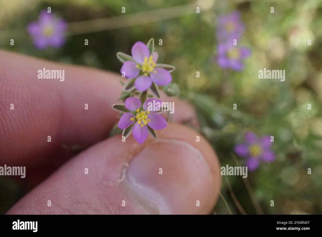 Red Sand Spurrey (Spergularia rubra Stock Photo - Alamy