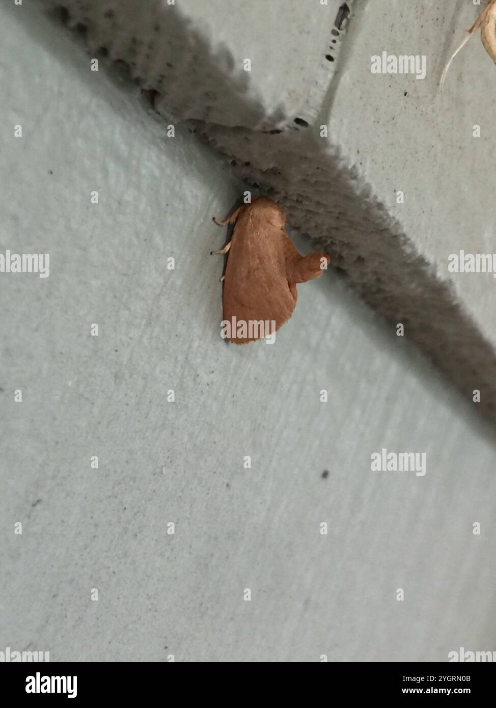 Tortricidia hi-res stock photography and images - Alamy