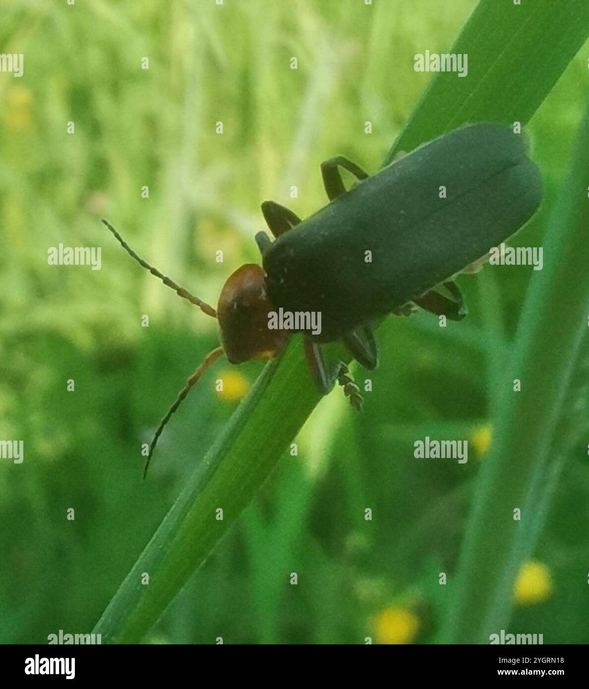 Rustic Sailor Beetle (Cantharis rustica Stock Photo - Alamy