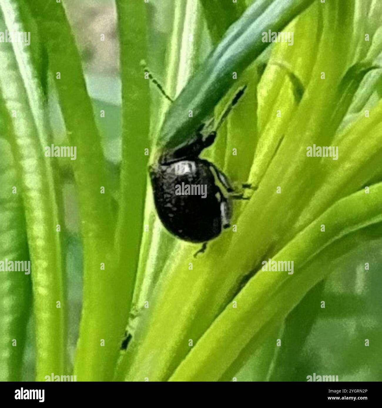 Western Grape Rootworm (Bromius obscurus Stock Photo - Alamy