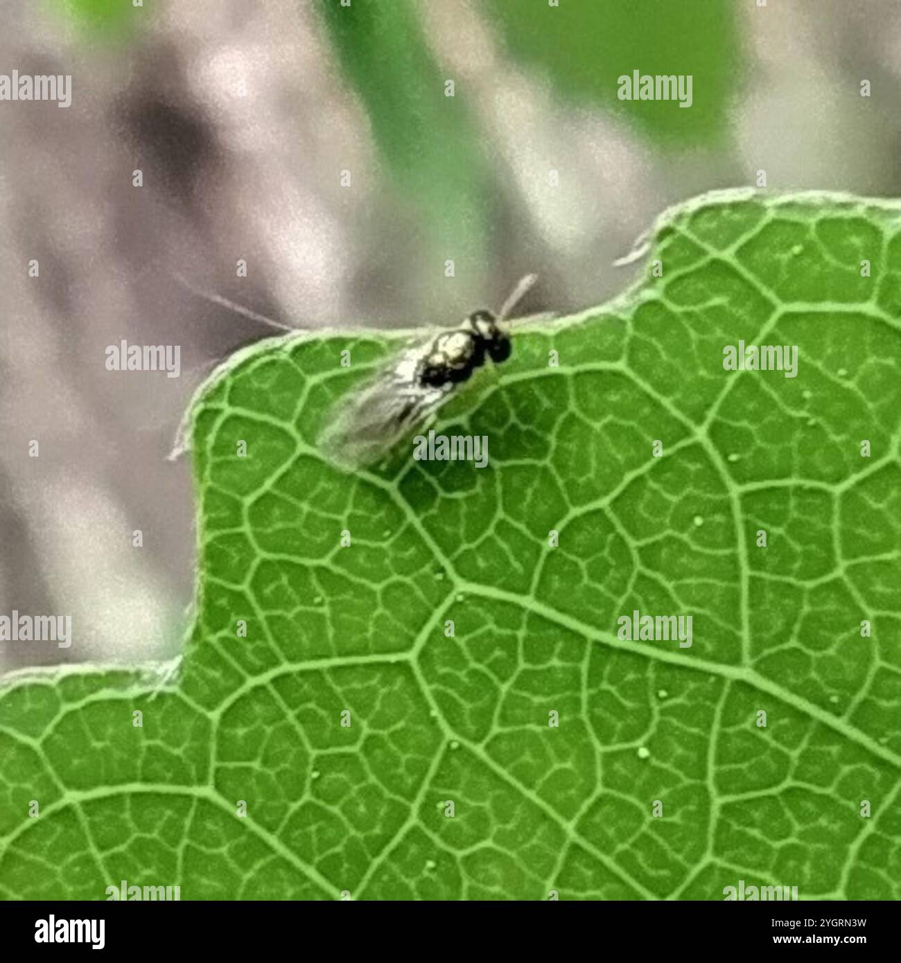 Chalcidoid Wasps (Chalcidoidea Stock Photo - Alamy