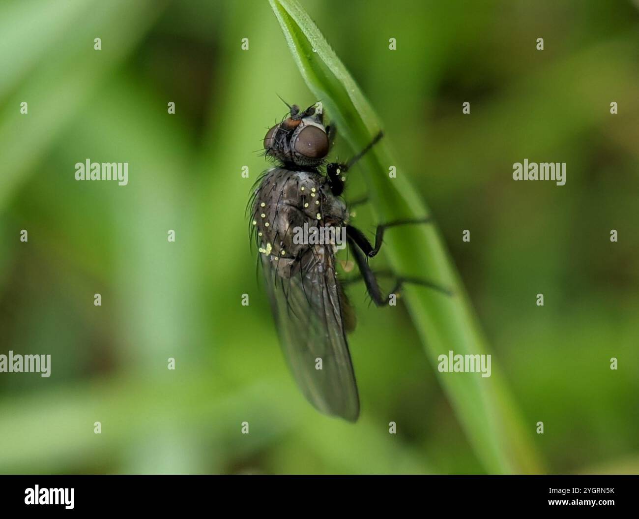 Root-maggot Flies (Anthomyiidae Stock Photo - Alamy