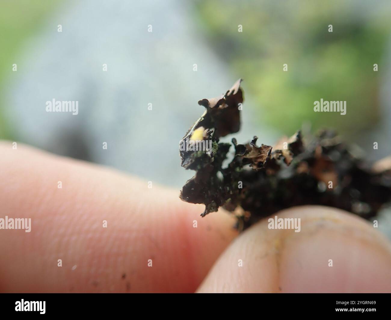 Mustard Kidney Lichen (Nephroma laevigatum Stock Photo - Alamy