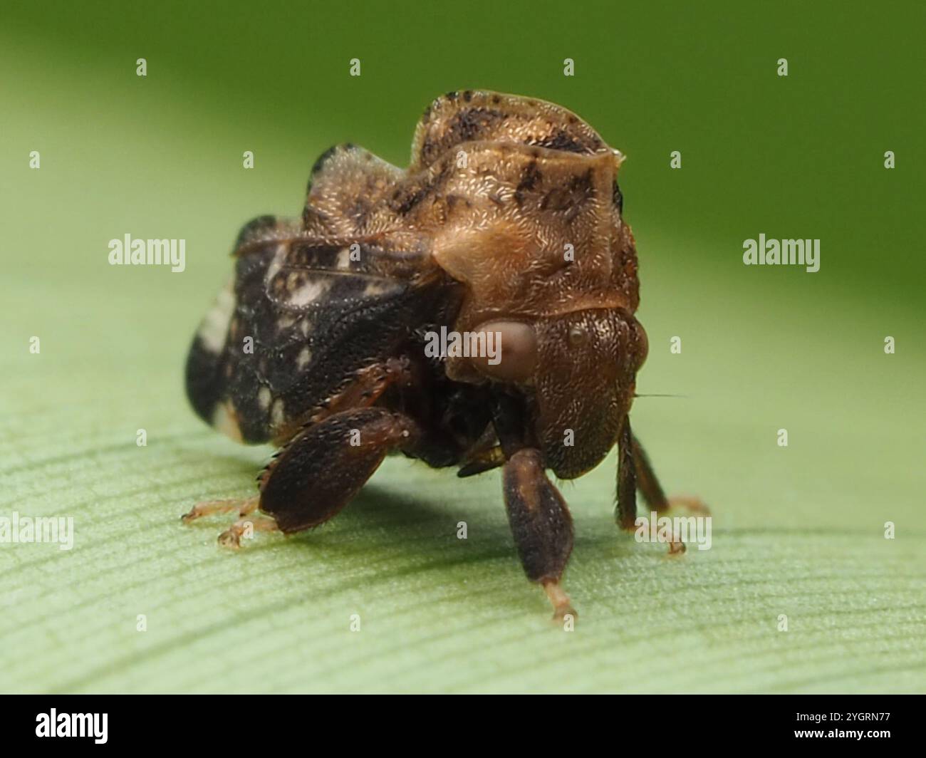 Tylopelta gibbera hi-res stock photography and images - Alamy