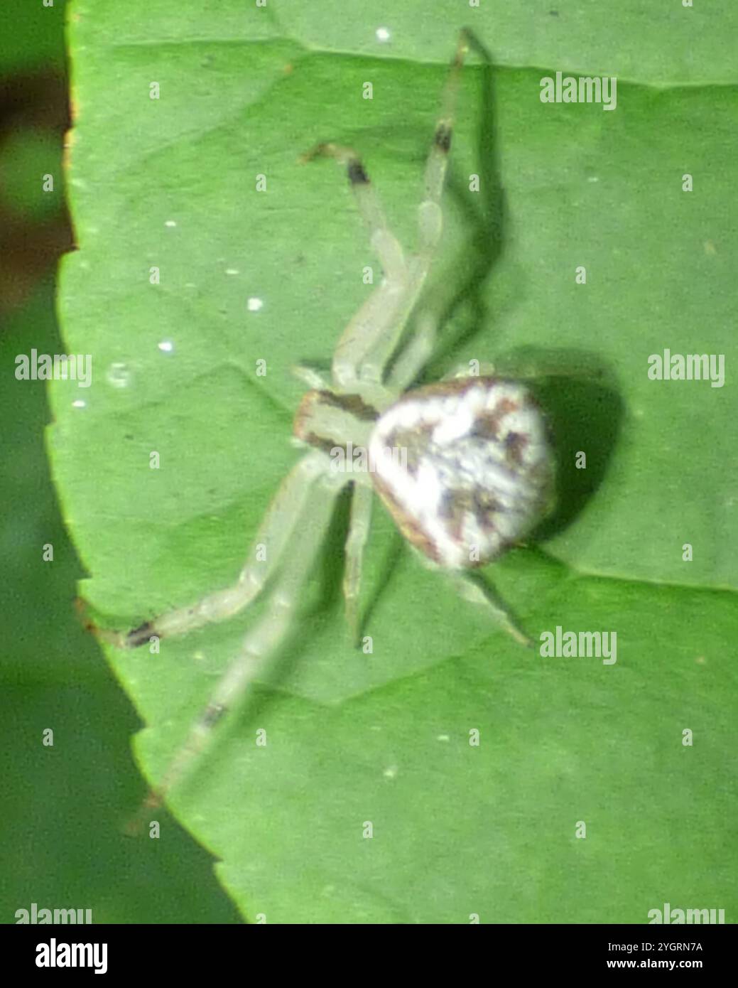 Crab Spiders (Thomisidae Stock Photo - Alamy