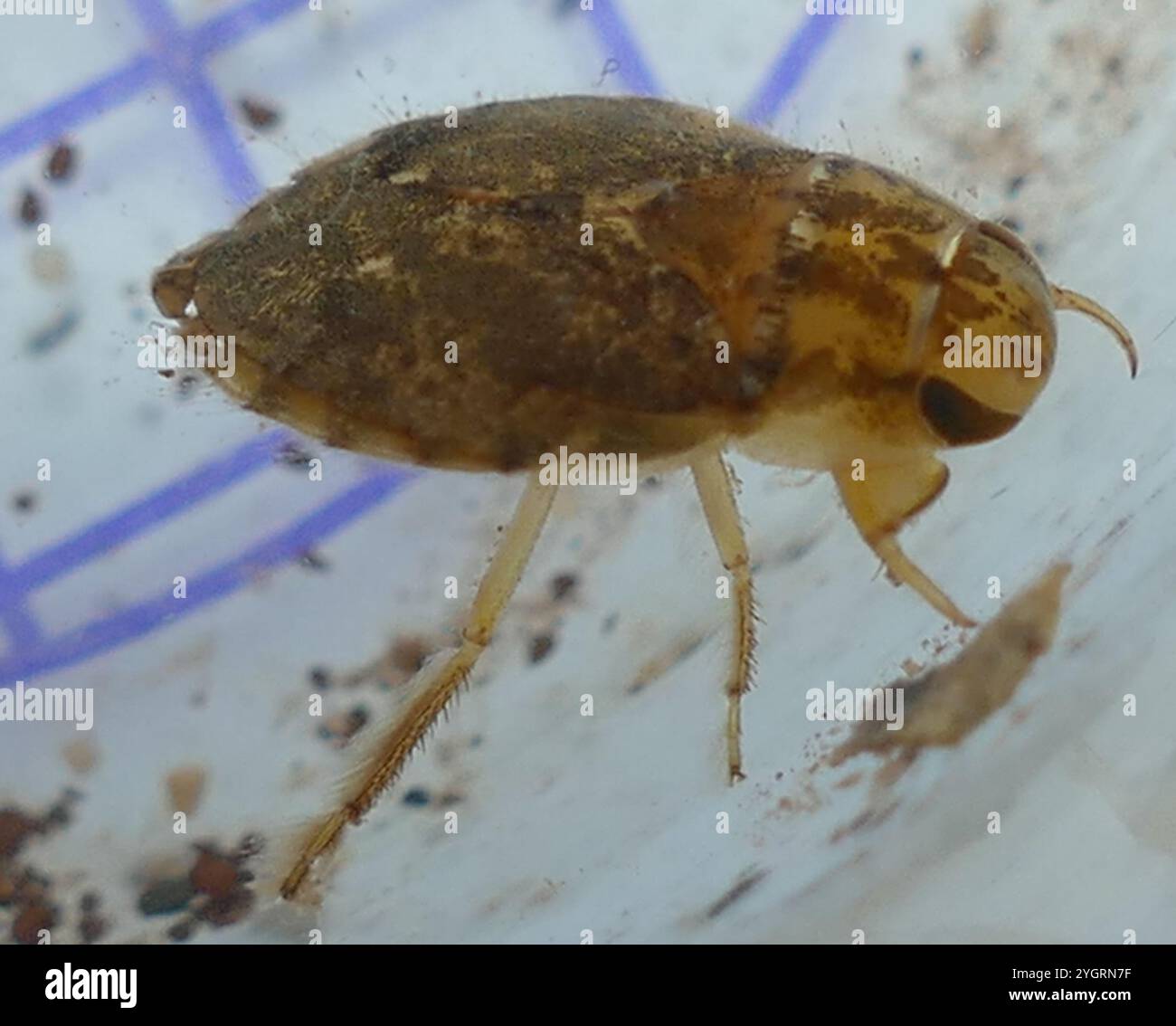 Creeping Water Bugs (Naucoridae Stock Photo - Alamy