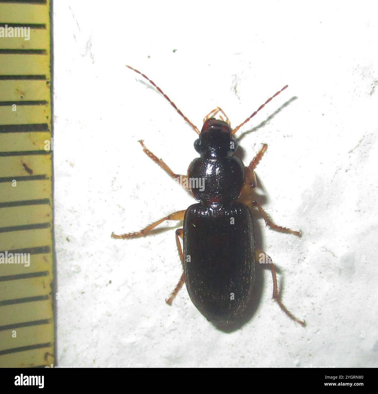 Ground Beetles (Carabidae Stock Photo - Alamy