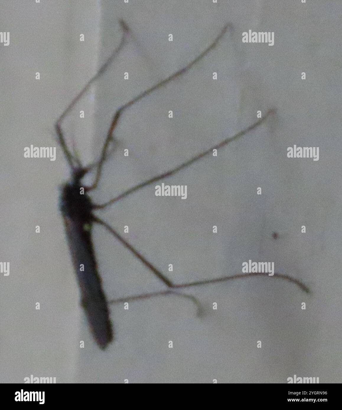 Crane Flies (Tipulomorpha Stock Photo - Alamy