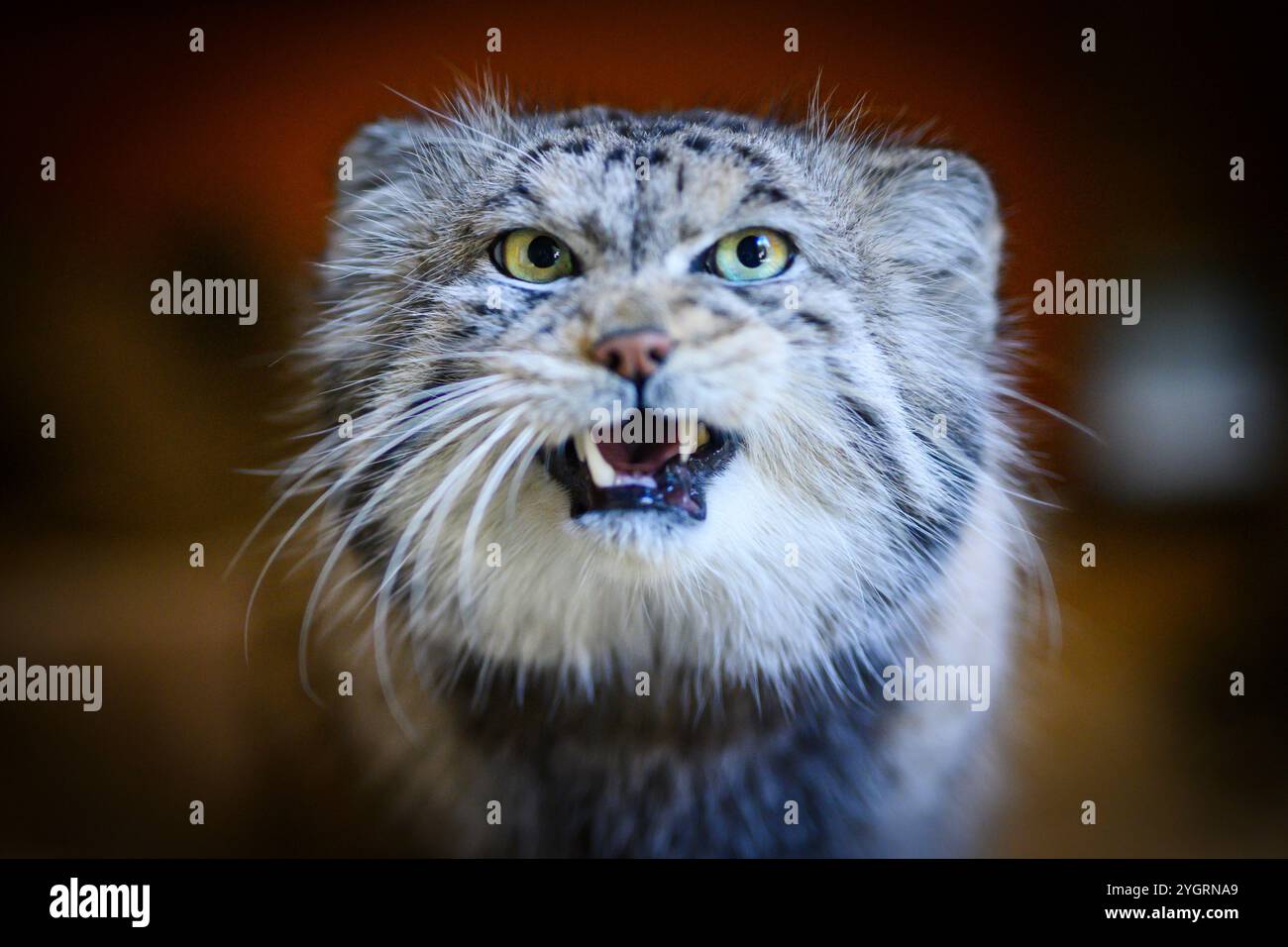 Edinburgh, UK. Thu 10 October 2024. Akiko the male Pallas’s cat who ...