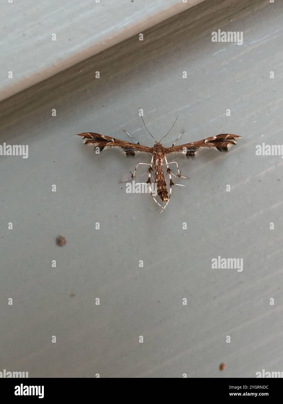 Grape and Sheppard's Plume Moths (Geina periscelidactylus Stock Photo ...