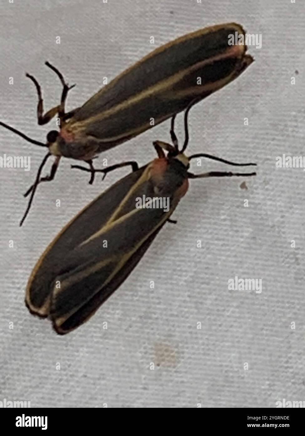 Painted Lichen Moth (Hypoprepia fucosa Stock Photo - Alamy