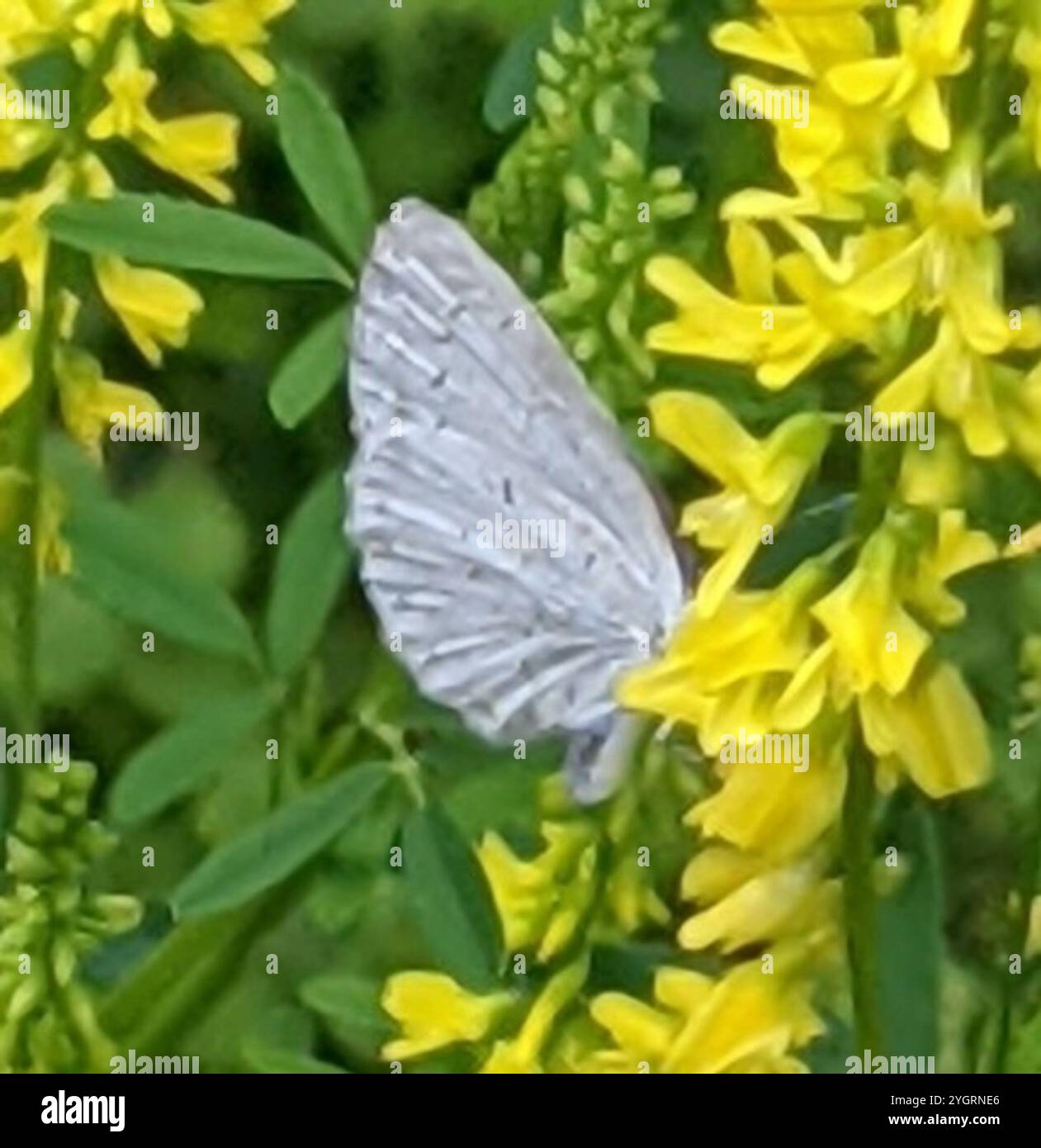 Summer Azure (Celastrina neglecta Stock Photo - Alamy