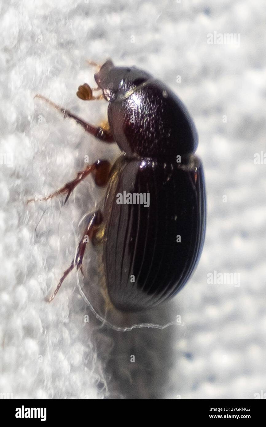 Small Dung Beetles (Aphodiinae Stock Photo - Alamy