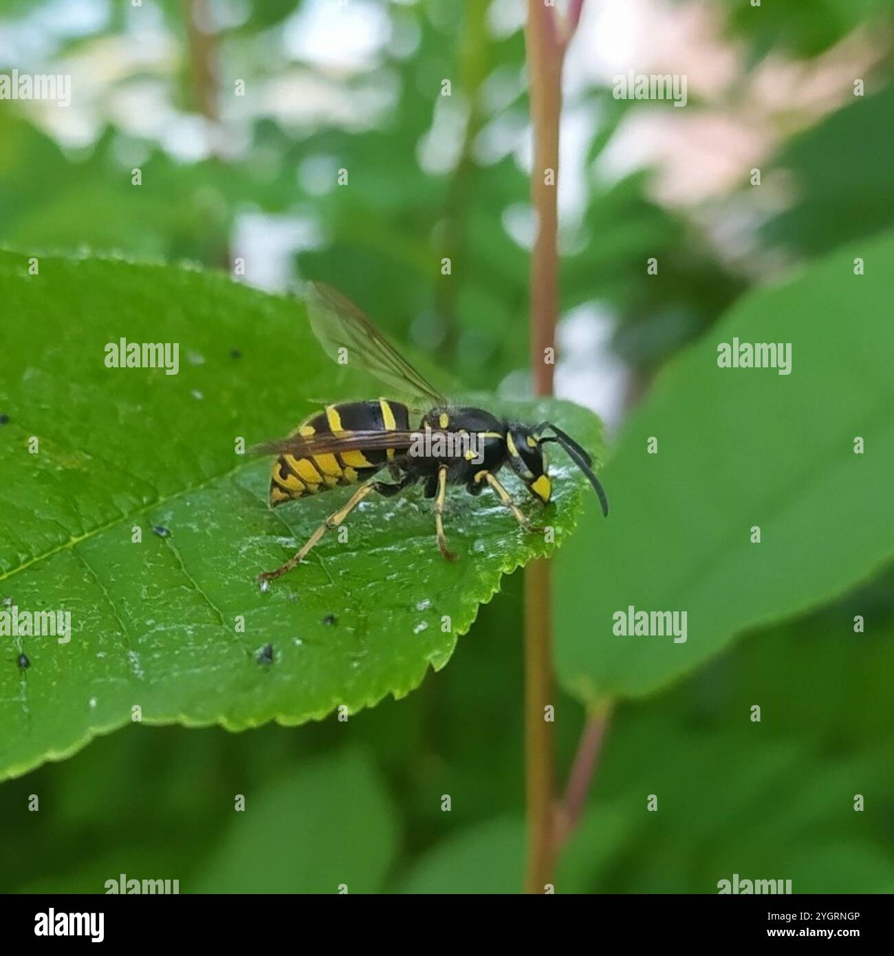 Common European Yellowjacket (Vespula vulgaris Stock Photo - Alamy