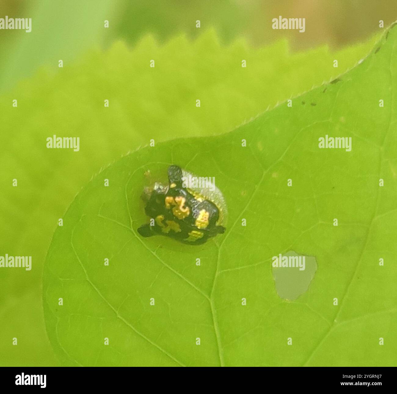 Mottled Tortoise Beetle (Deloyala guttata Stock Photo - Alamy
